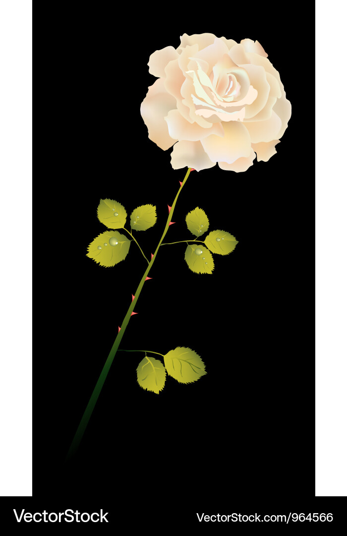 Rose Royalty Free Vector Image - VectorStock