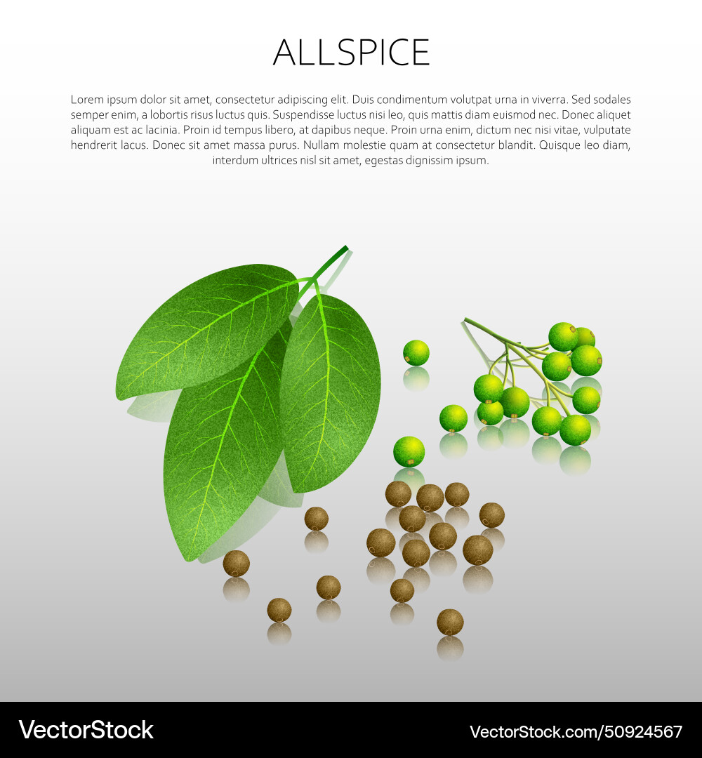 Allspice with reflection Royalty Free Vector Image