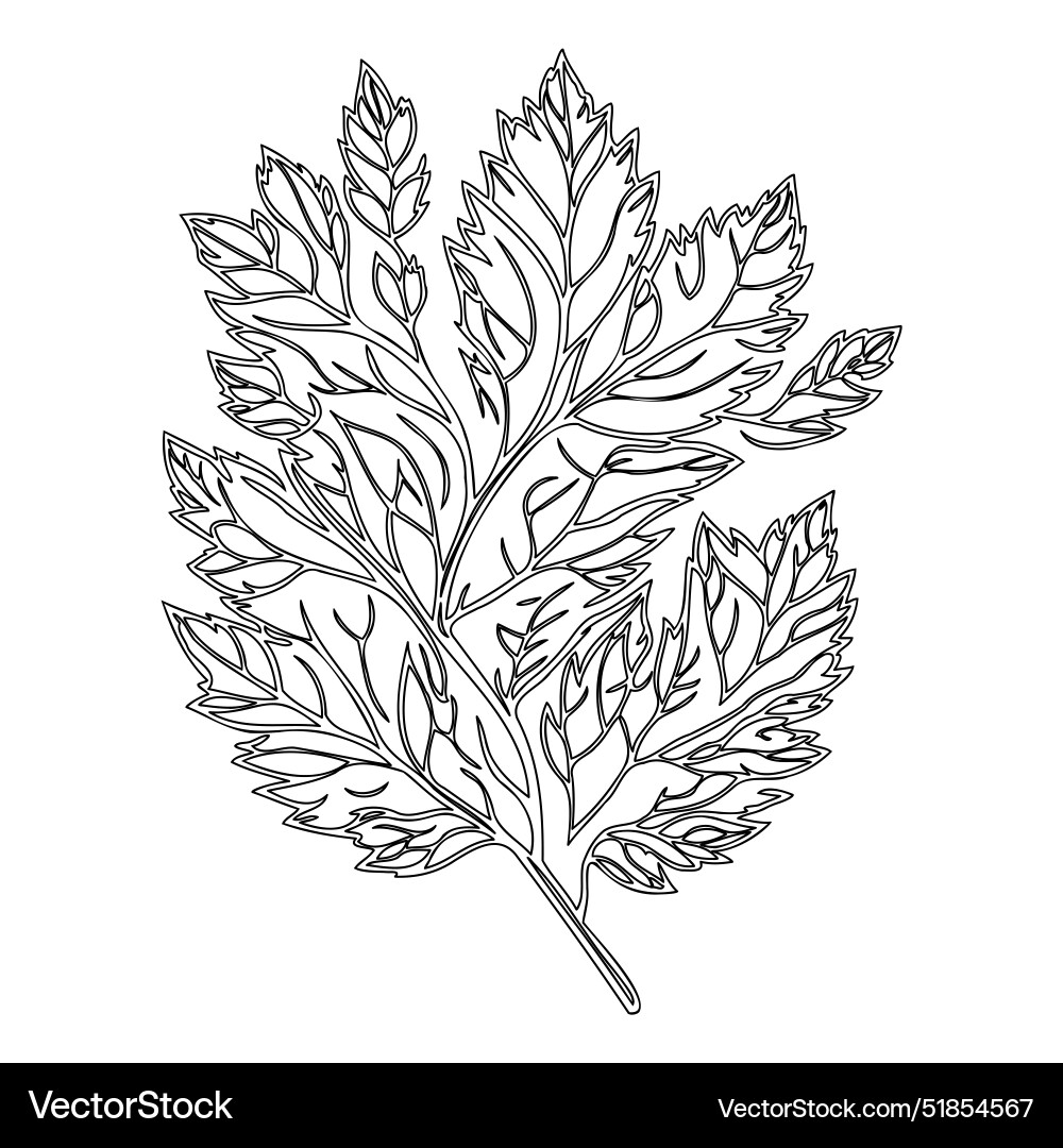 Oak leaf floral outline sketch Royalty Free Vector Image