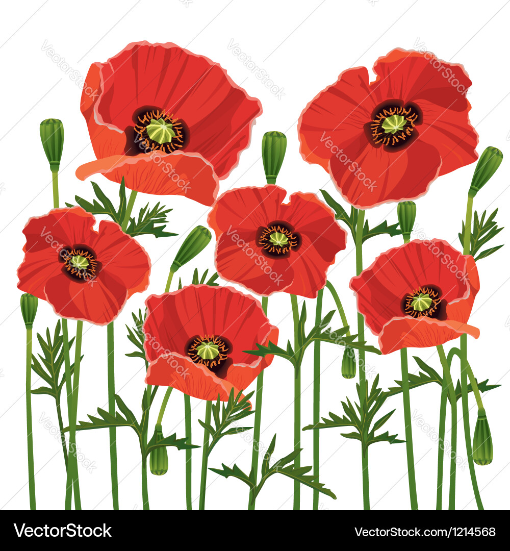 Flowers poppies isolated on white background Vector Image