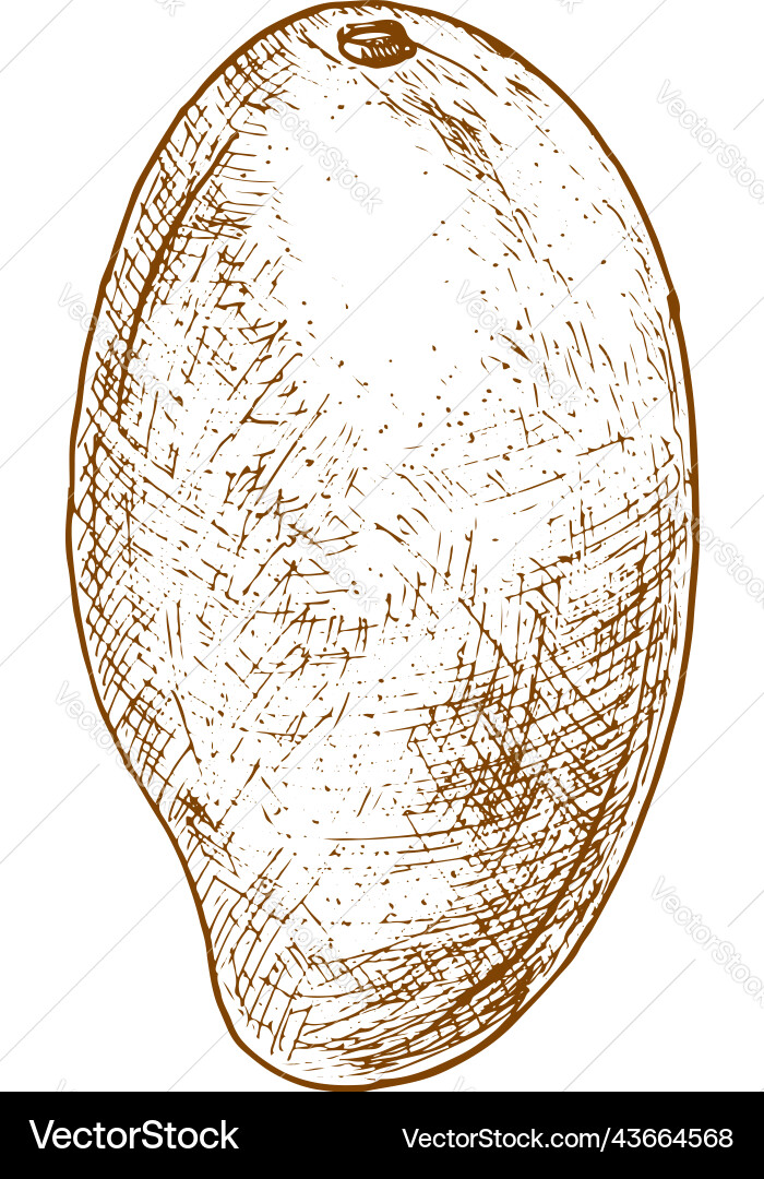 Mango tropical fruit isolated sketch Royalty Free Vector