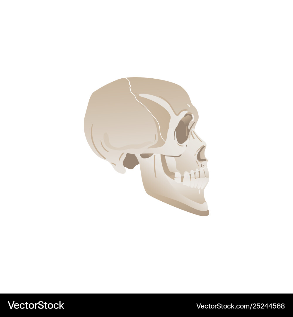 White skull profile - side view bones in human Vector Image