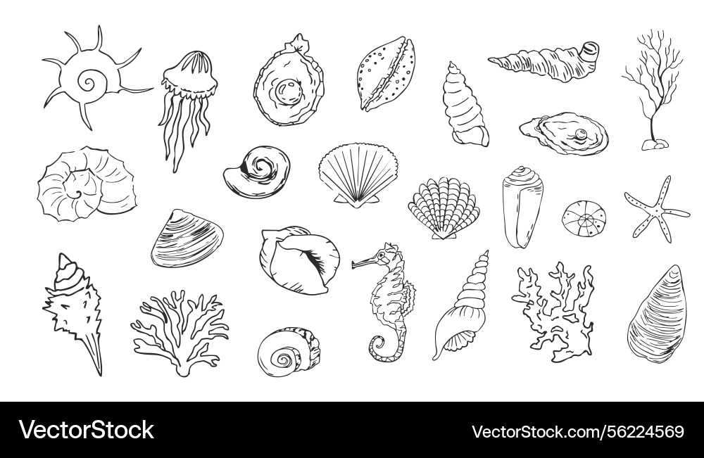 Sea shell sketch ocean life hand drawn Royalty Free Vector