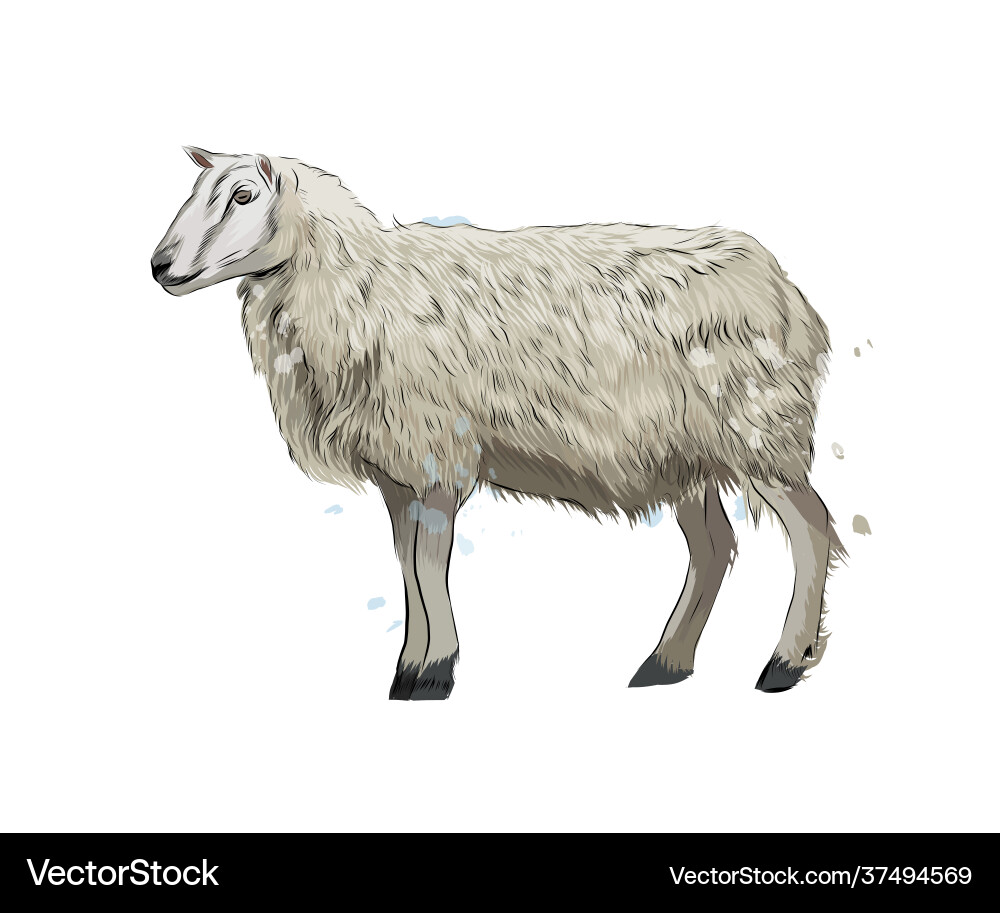 Sheep from a splash watercolor colored drawing Vector Image