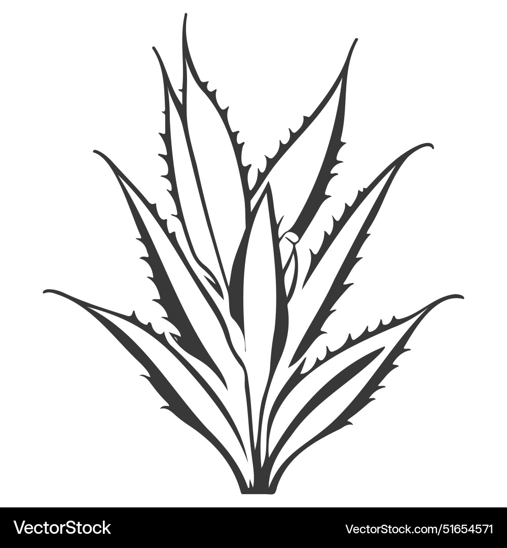 Aloe flower grey Royalty Free Vector Image - VectorStock