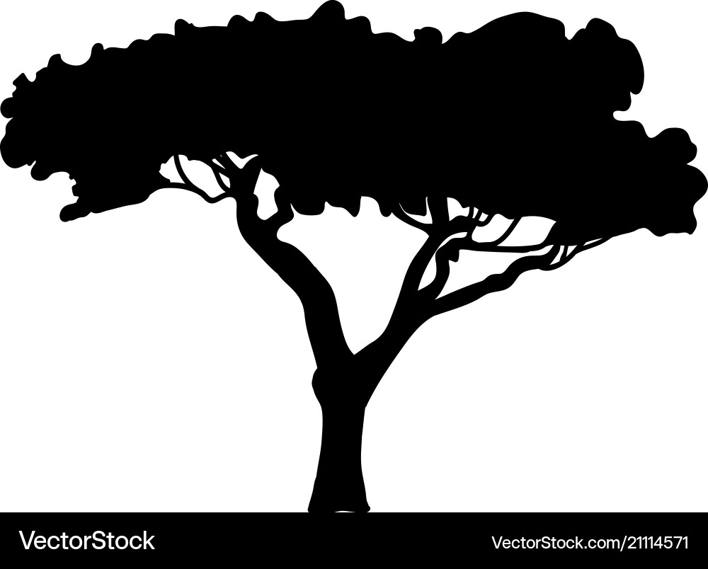 Silhouette acacia icon tree flora Royalty Free Vector Image Silhouette acacia icon tree flora Royalty Free Vector Image