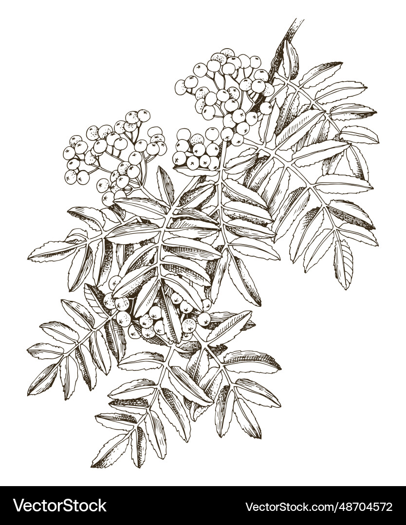Hand drawn monochrome rowan tree branch Royalty Free Vector