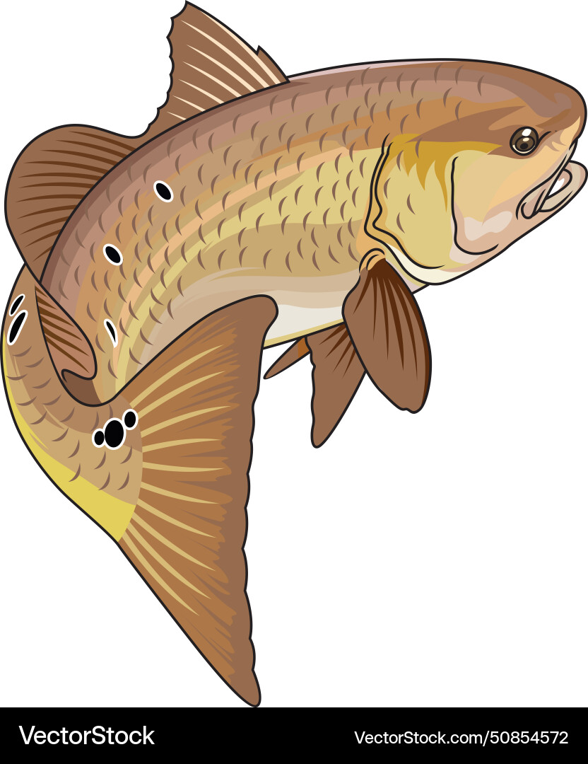 Redfish fishing image Royalty Free Vector Image