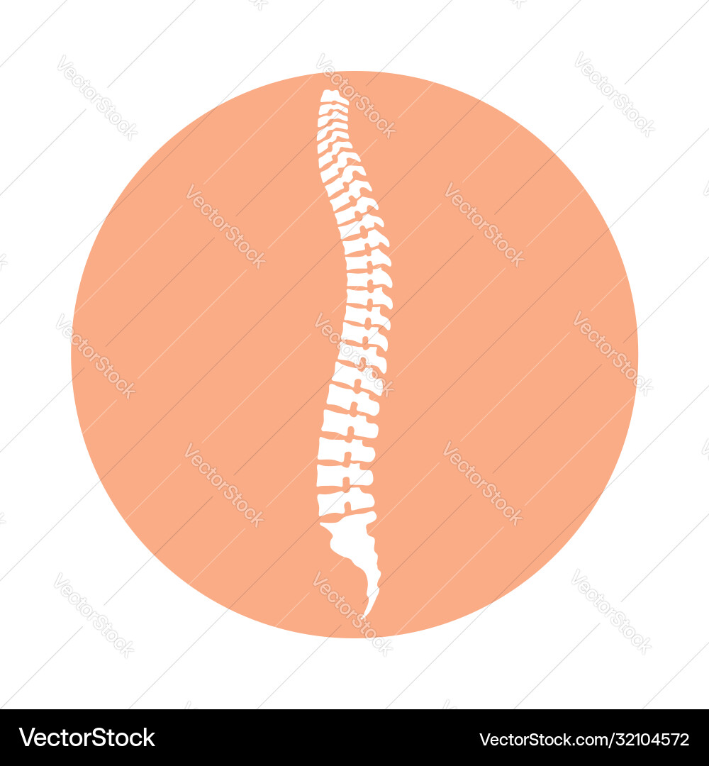 Spinal column Royalty Free Vector Image - VectorStock