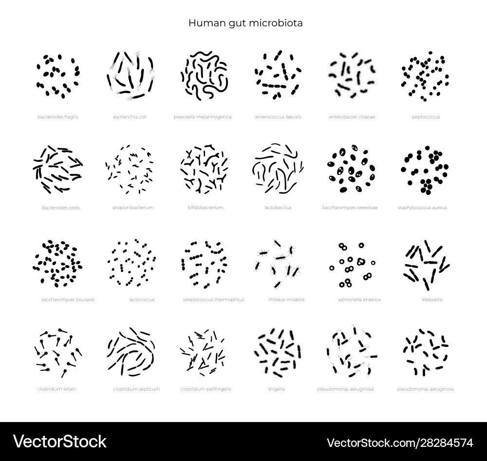 Human Gut Microbiota - Bacteria Royalty Free Vector Image