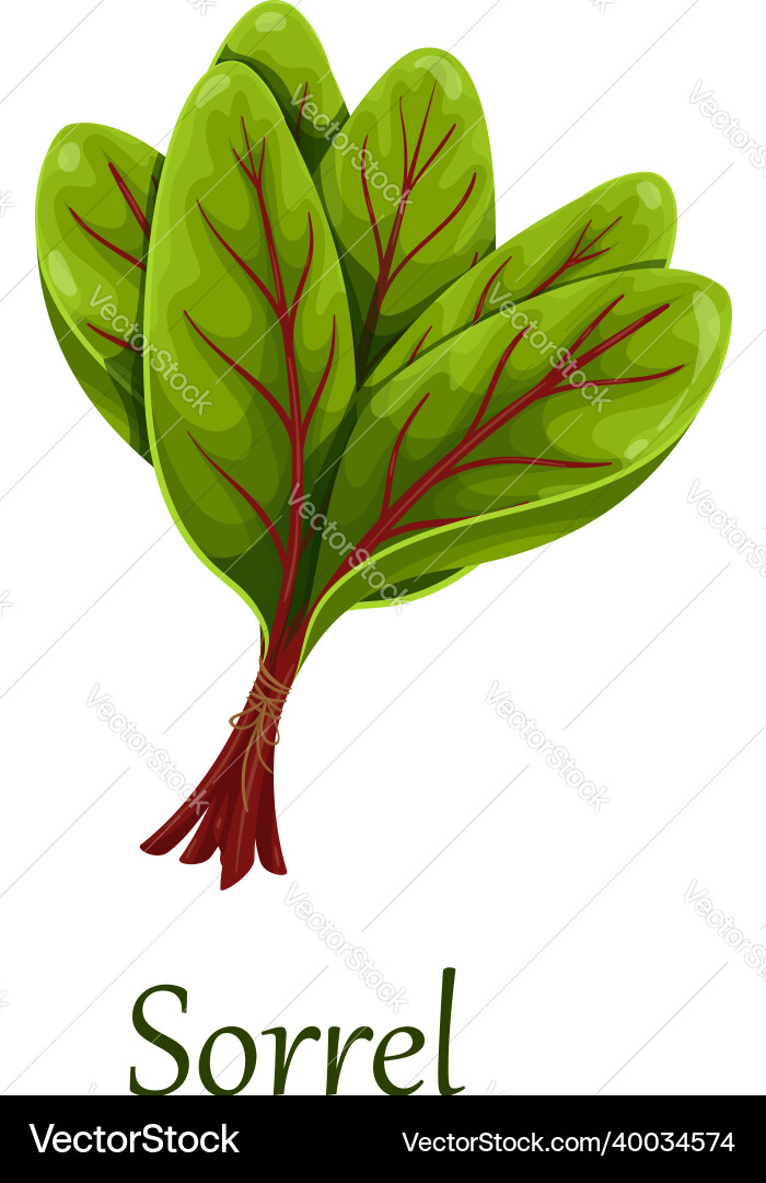 Red veined sorrel leaves Royalty Free Vector Image