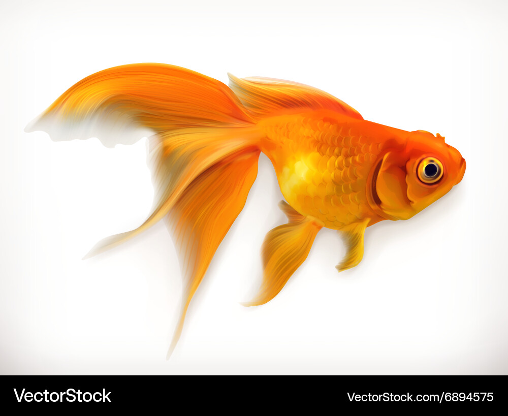 Goldfish realistic Royalty Free Vector Image - VectorStock