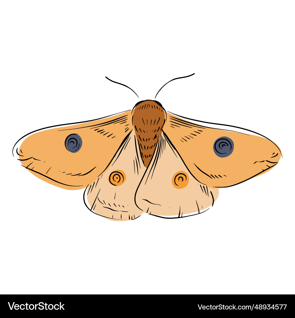 Moth Royalty Free Vector Image - VectorStock