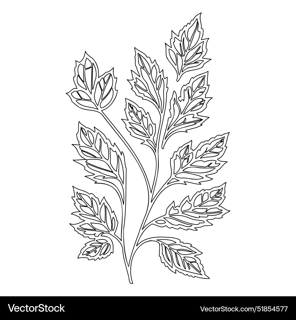 Oak leaf floral outline sketch Royalty Free Vector Image