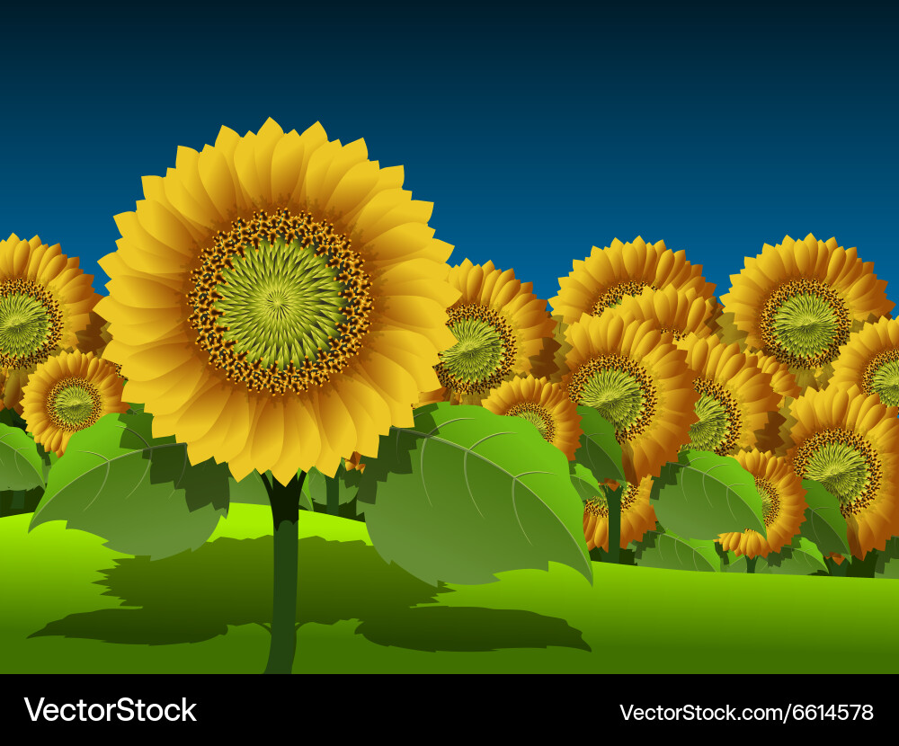Sunflowers Royalty Free Vector Image - VectorStock