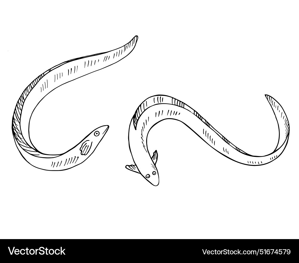 Eel moray fish hand drawn sketch on isolated backg