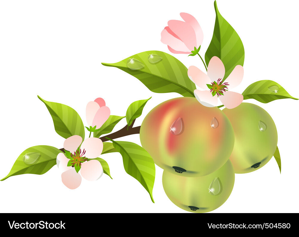 Apple Blossom Branch Royalty Free Vector Image