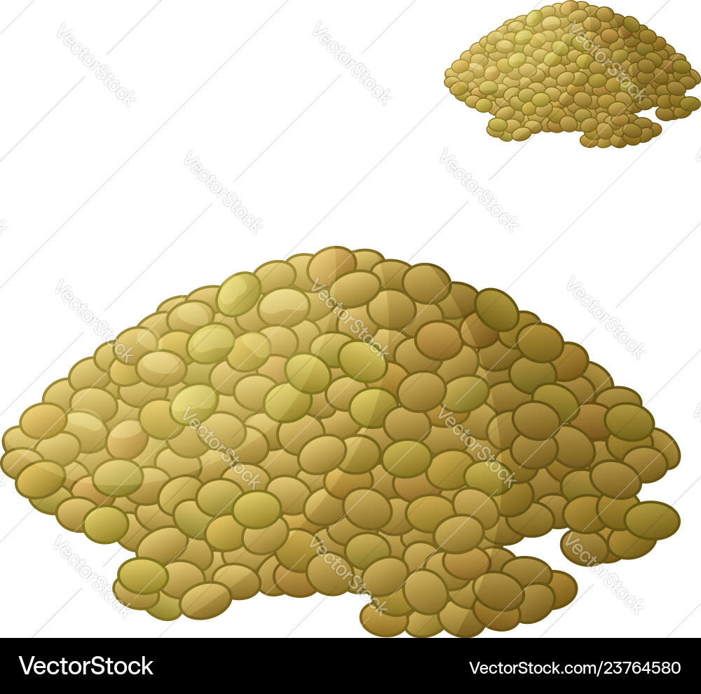 Lentils isolated on white background detailed Vector Image