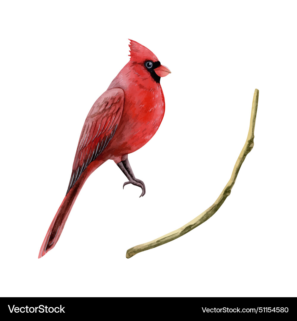 Red cardinal christmas bird with branch Royalty Free Vector