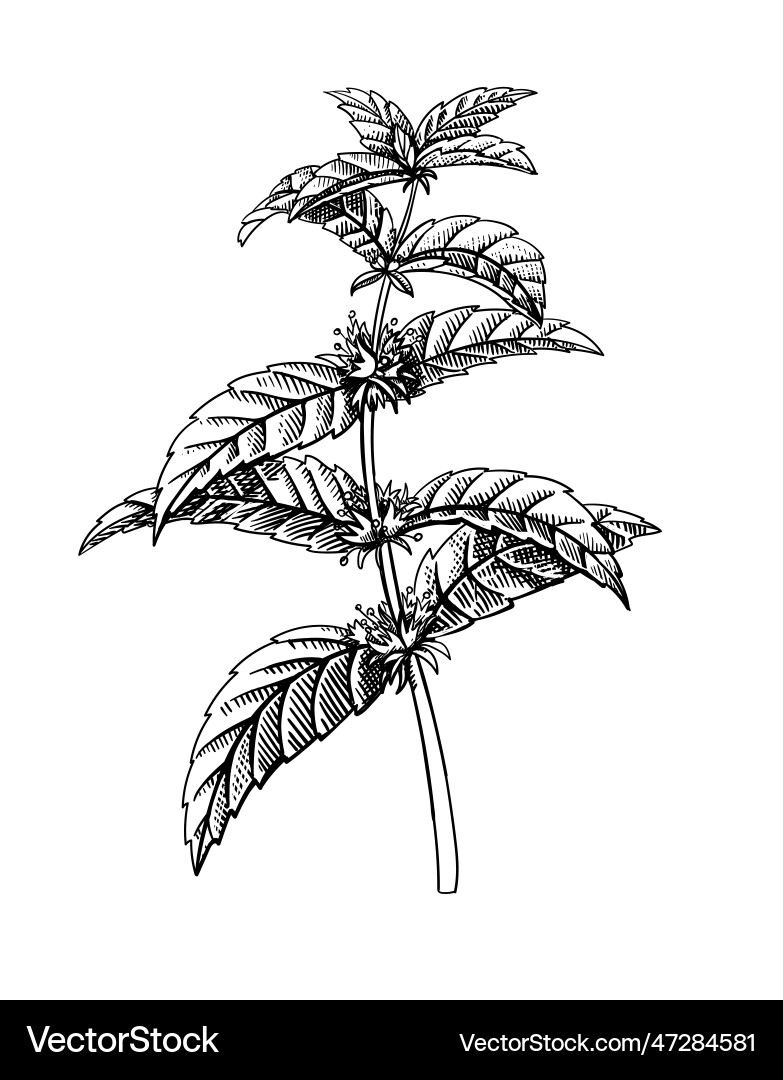 Mint hand drawn ink style engraving peppermint Vector Image
