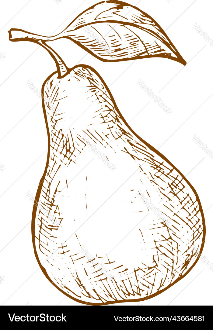 Pear fruit isolated sketch organic food Royalty Free Vector
