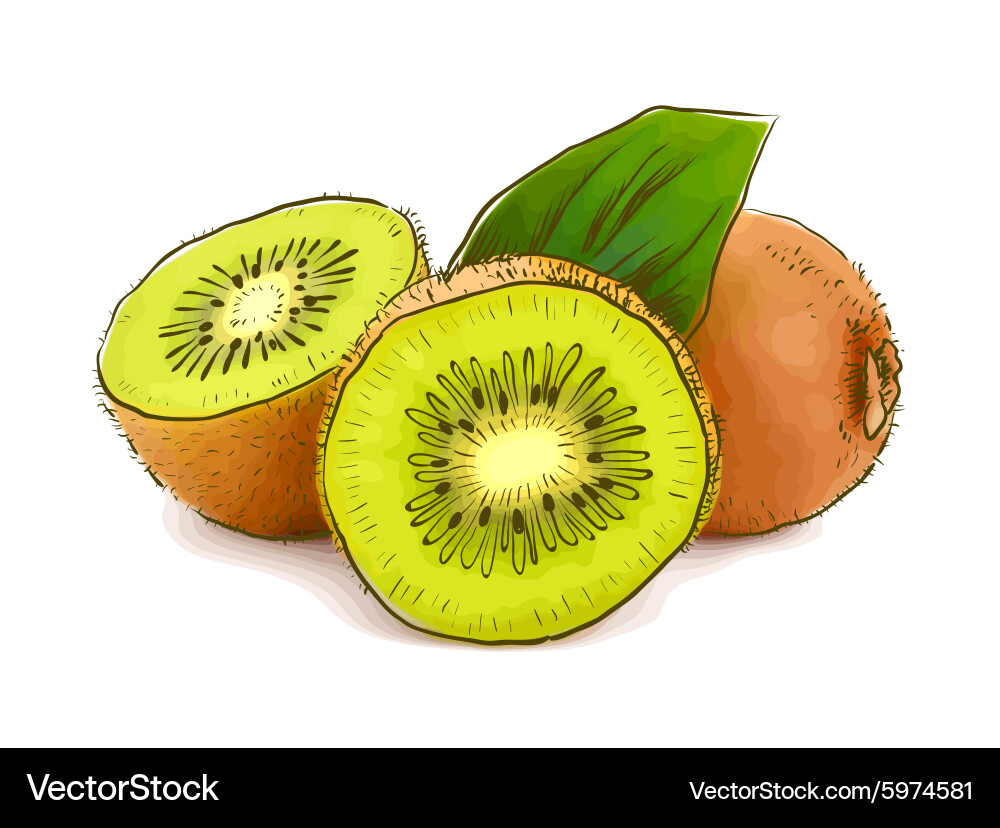 Ripe Kiwi Fruit Royalty Free Vector Image - VectorStock