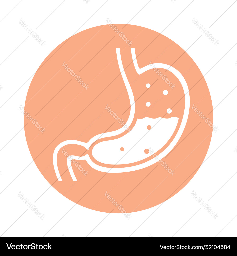 Stomach Royalty Free Vector Image - VectorStock