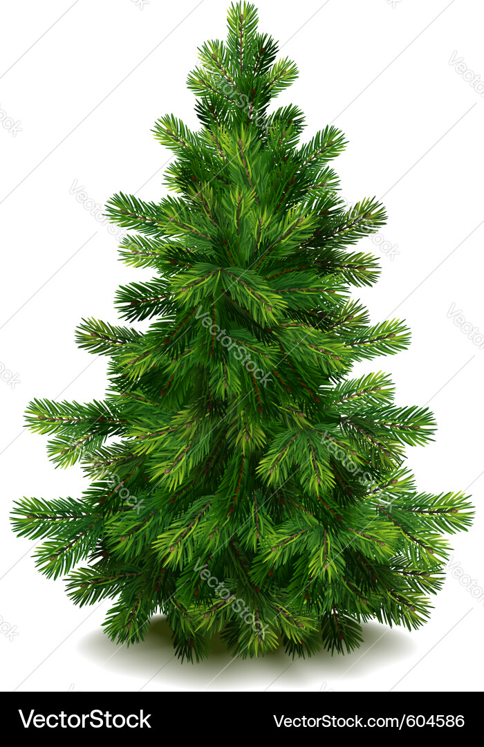 Pine tree Royalty Free Vector Image - VectorStock