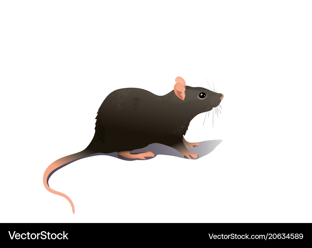 Cute House Mouse on White Background Royalty Free Vector