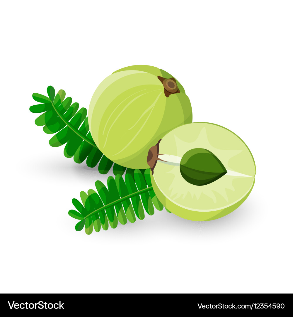 Amala Vector Images (24)