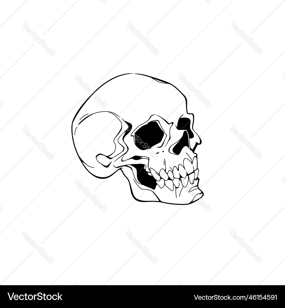 Line art human skull design element Royalty Free Vector