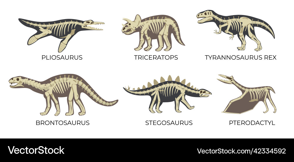 Dinosaur skeleton set Royalty Free Vector Image