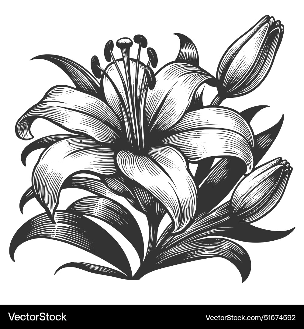 Elegant lily flower engraving Royalty Free Vector Image