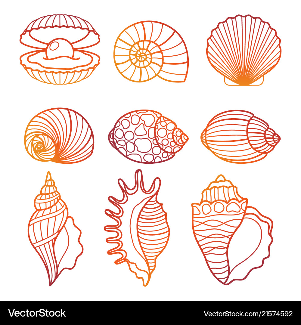 Seashells colorful outline seashell set Royalty Free Vector