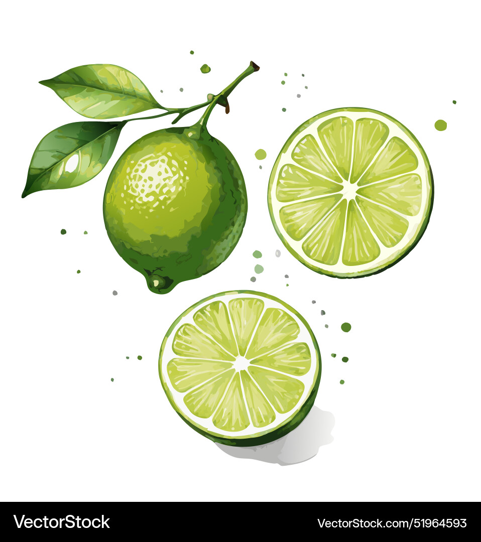 Fresh juicy lime watercolor style Royalty Free Vector Image