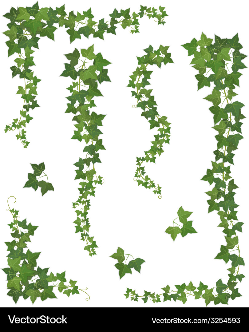 Hanging Ivy Vector Images (over 870)