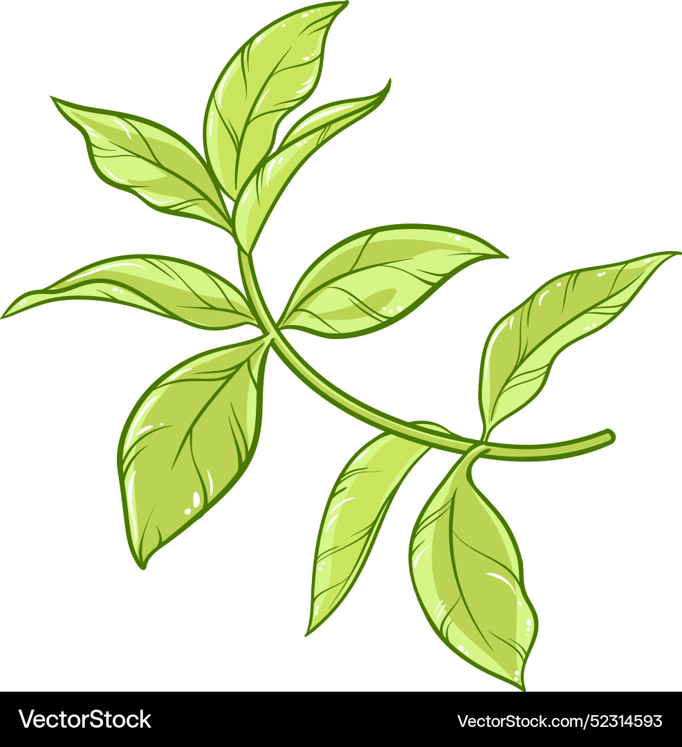 Tea plant colored detailed Royalty Free Vector Image
