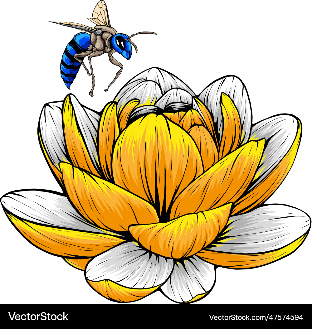 Beautiful flower lily lotus Royalty Free Vector Image