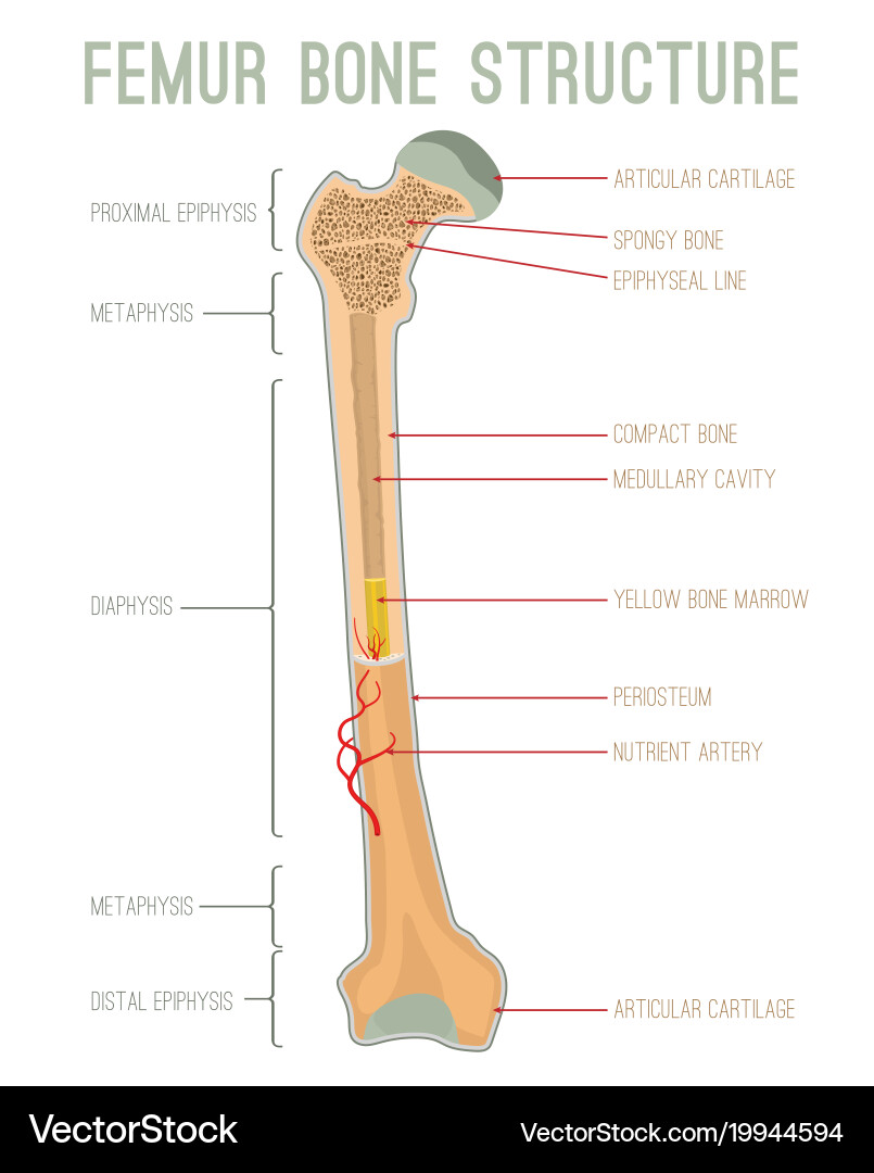 Femur Labeled