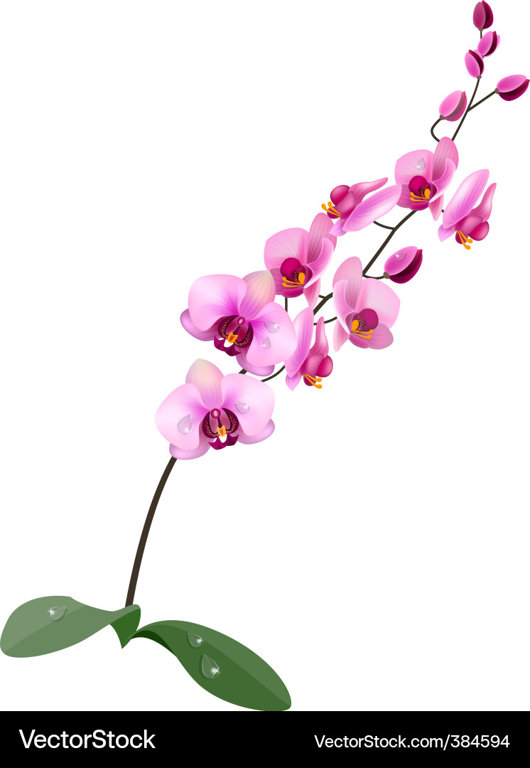 Orchid flower Royalty Free Vector Image - VectorStock