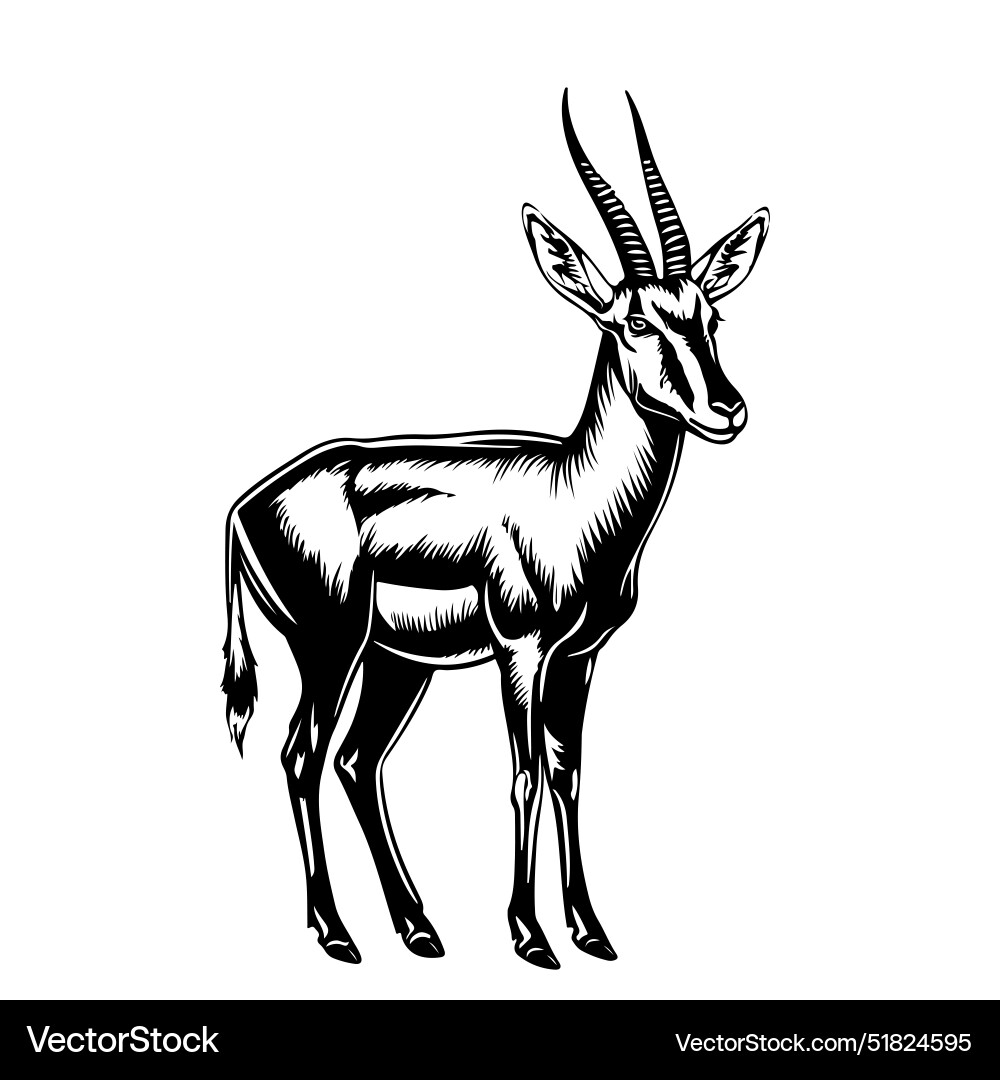 Antelope animal hand drawn engraving sketch Vector Image