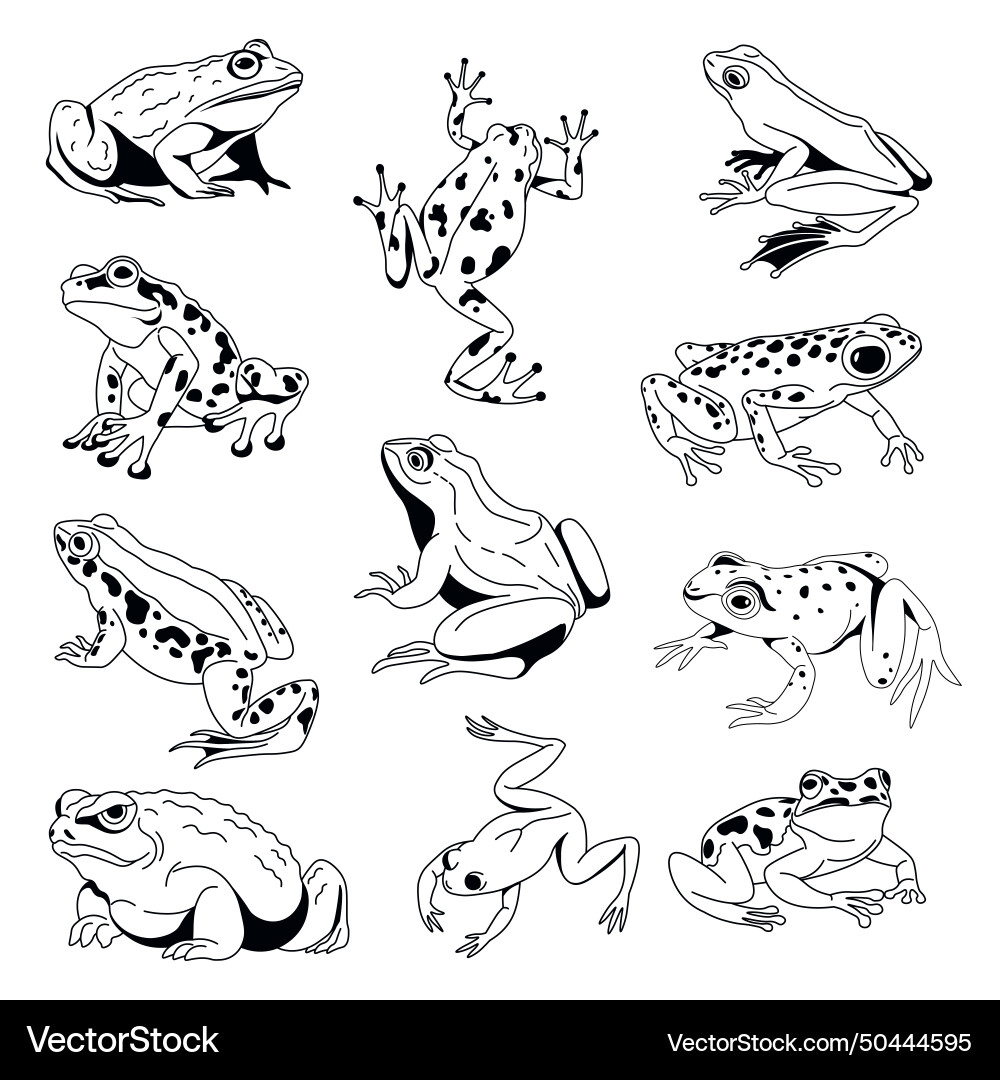 Diverse frogs art collection Royalty Free Vector Image