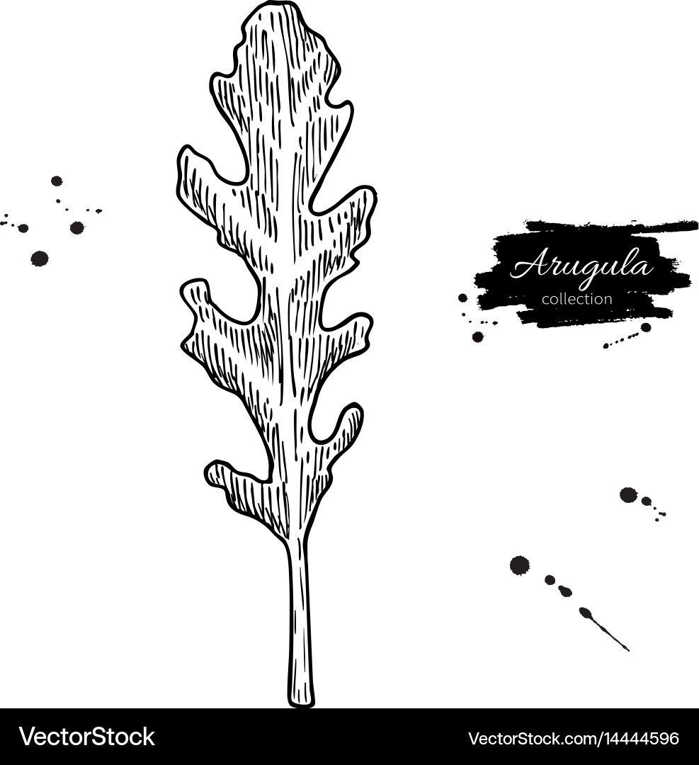 Arugula leaf hand drawn Royalty Free Vector Image