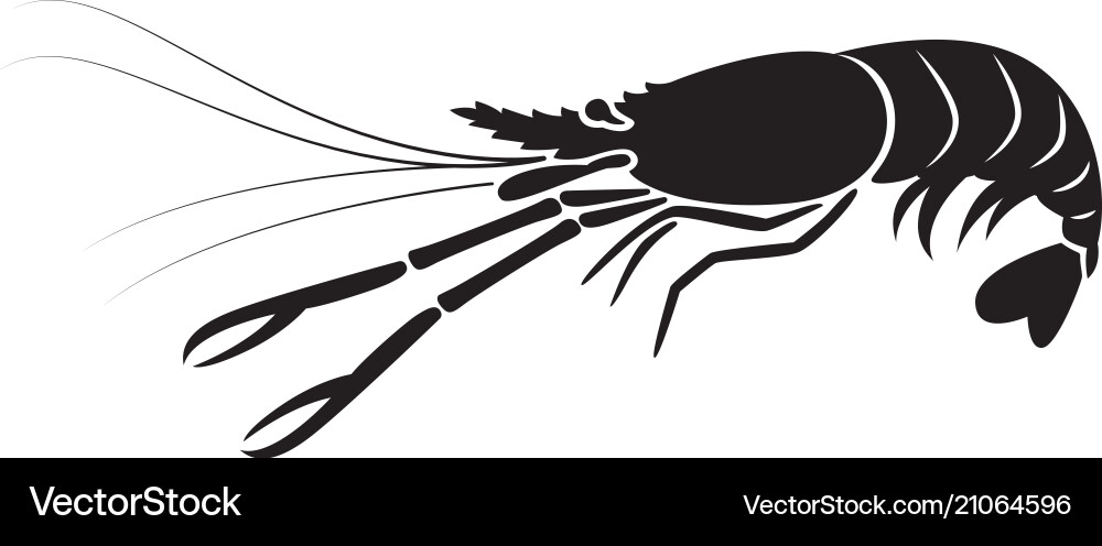 Graphic shrimp Royalty Free Vector Image - VectorStock