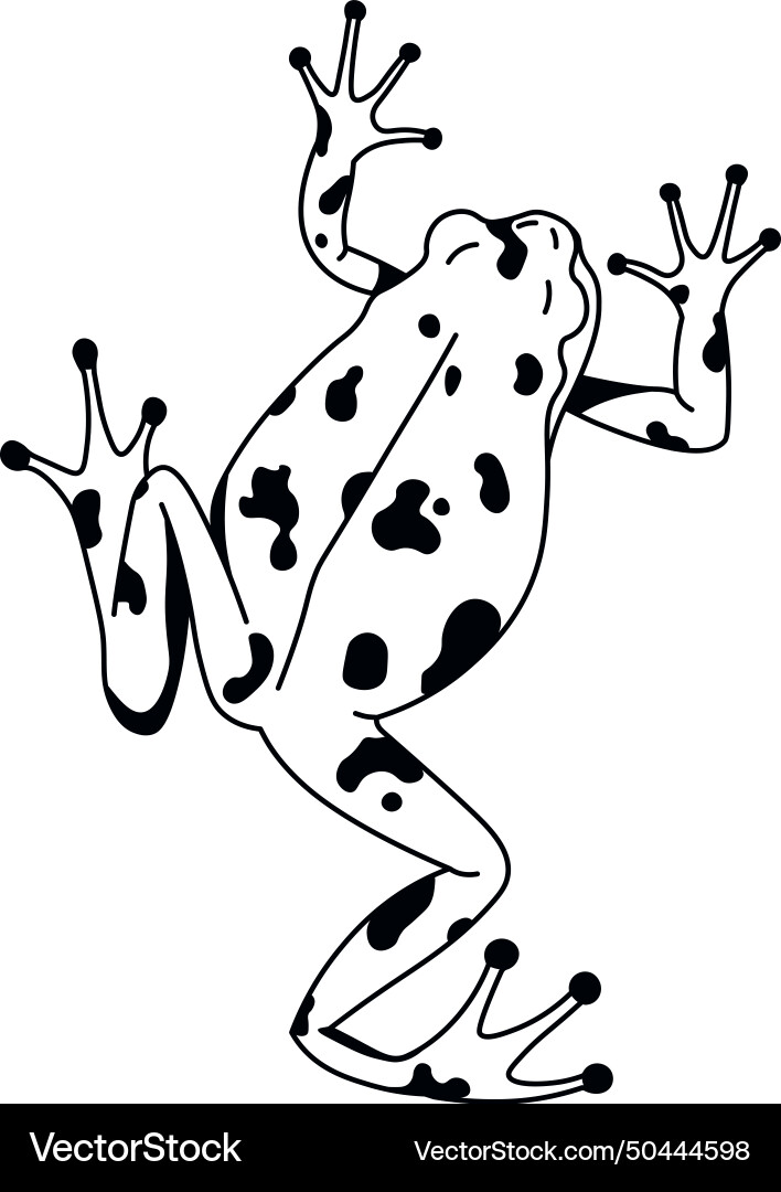 Leaping spotted frog dynamic pose Royalty Free Vector Image