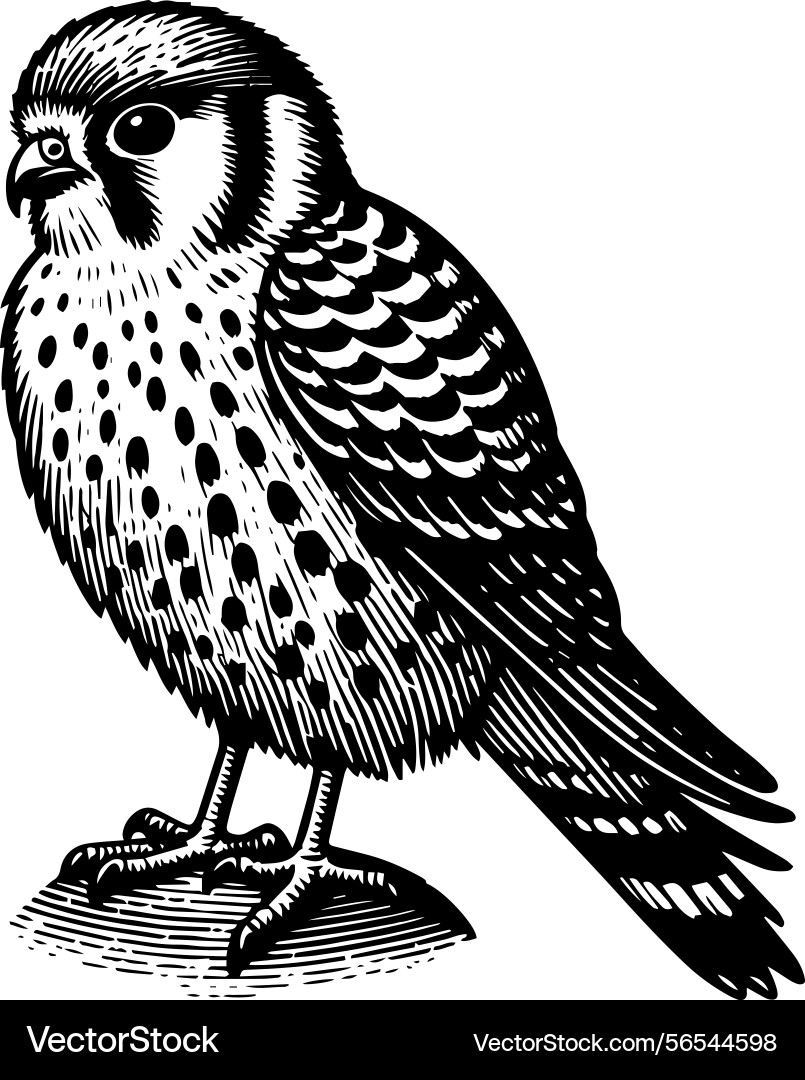 Simple american kestrel side view icon vintage Vector Image