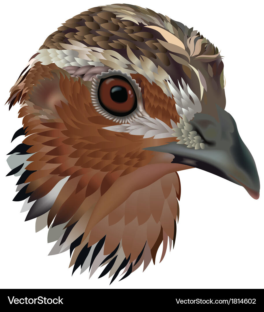 Common quail Royalty Free Vector Image - VectorStock