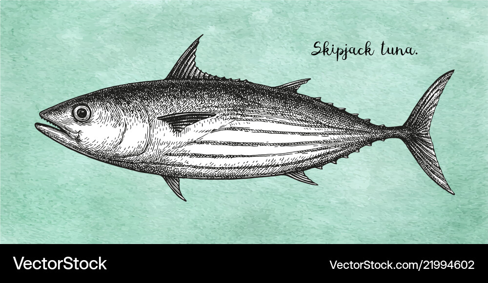 Ink sketch of skipjack tuna Royalty Free Vector Image