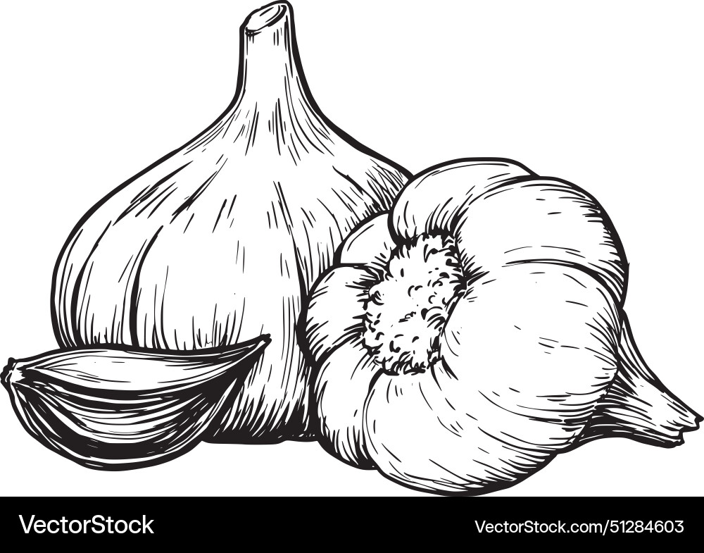 Sketch garlic vintage drawing isolated Royalty Free Vector