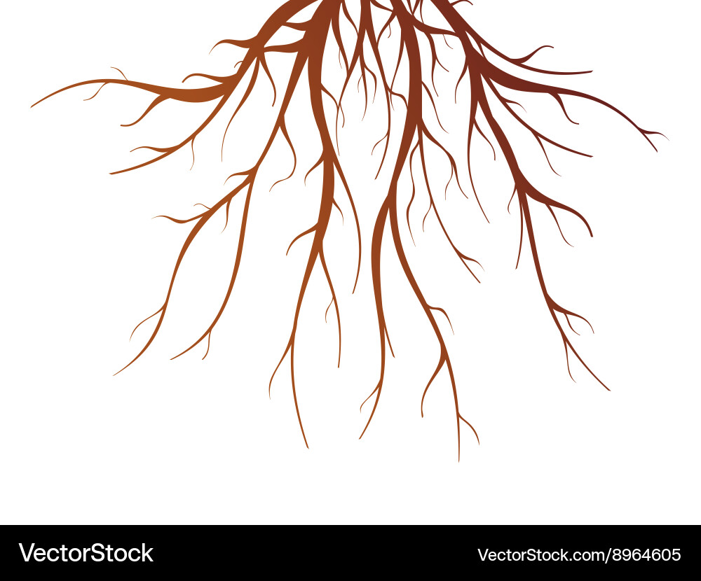 Tree root isolated Royalty Free Vector Image - VectorStock